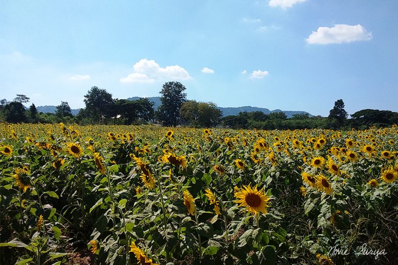 Cantiknya Ladang Bunga Matahari di Thailand – Novie Surya’s Travel Journal